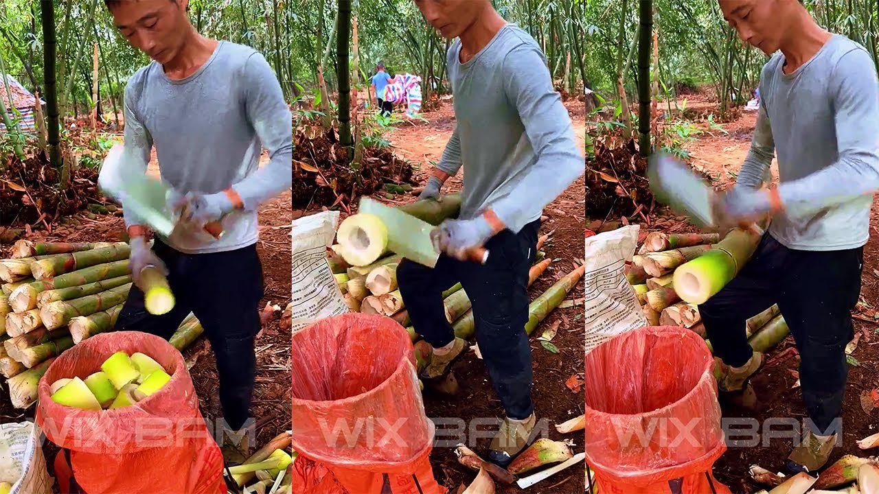 How To Cutting Bamboo Shoot Professional P181 - YouTube