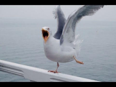 Strange Noise... Dying Bird? - YouTube