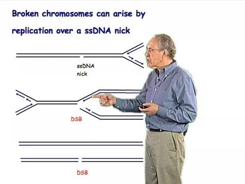 Chromosome breakage - Jim Haber (Brandeis) - YouTube