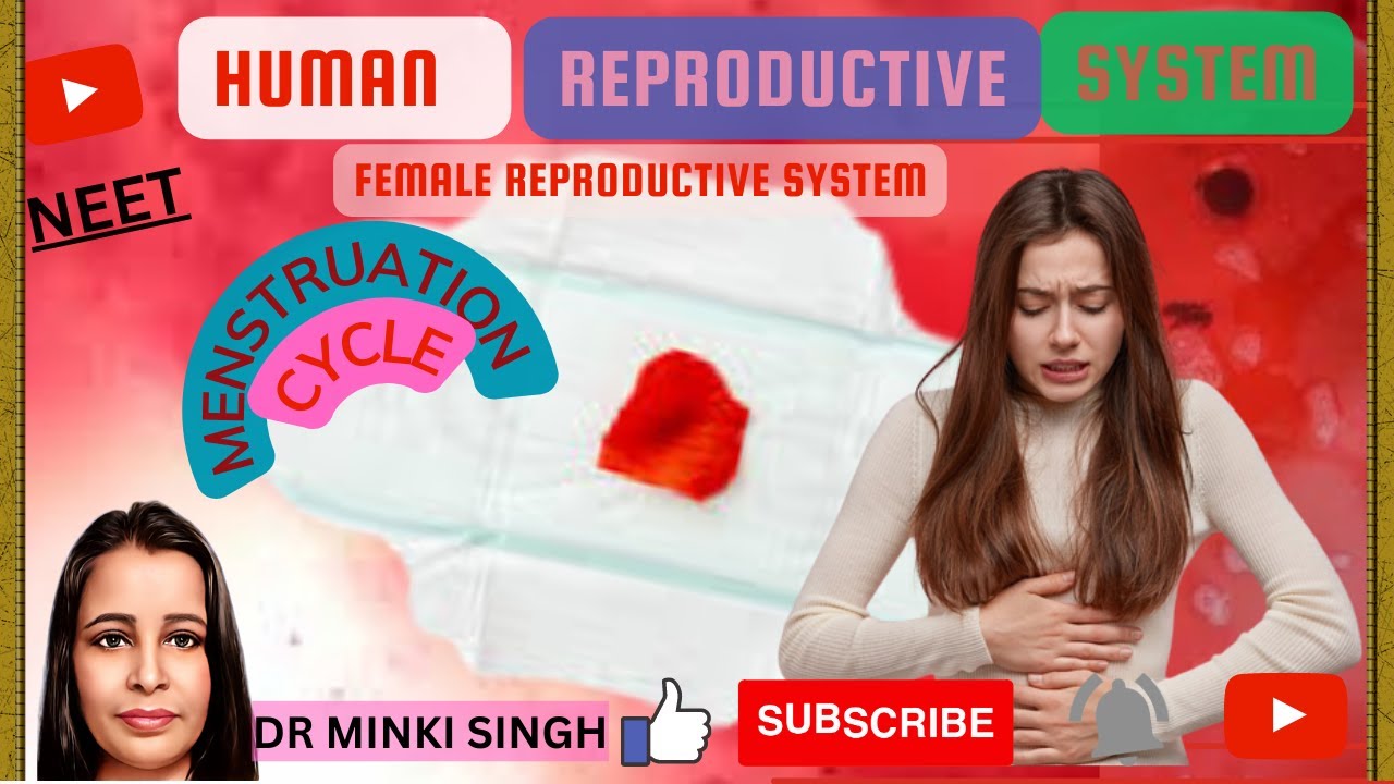 Menstrual cycle I Menstruation I Class 12 Human Reproduction I NEET # ...