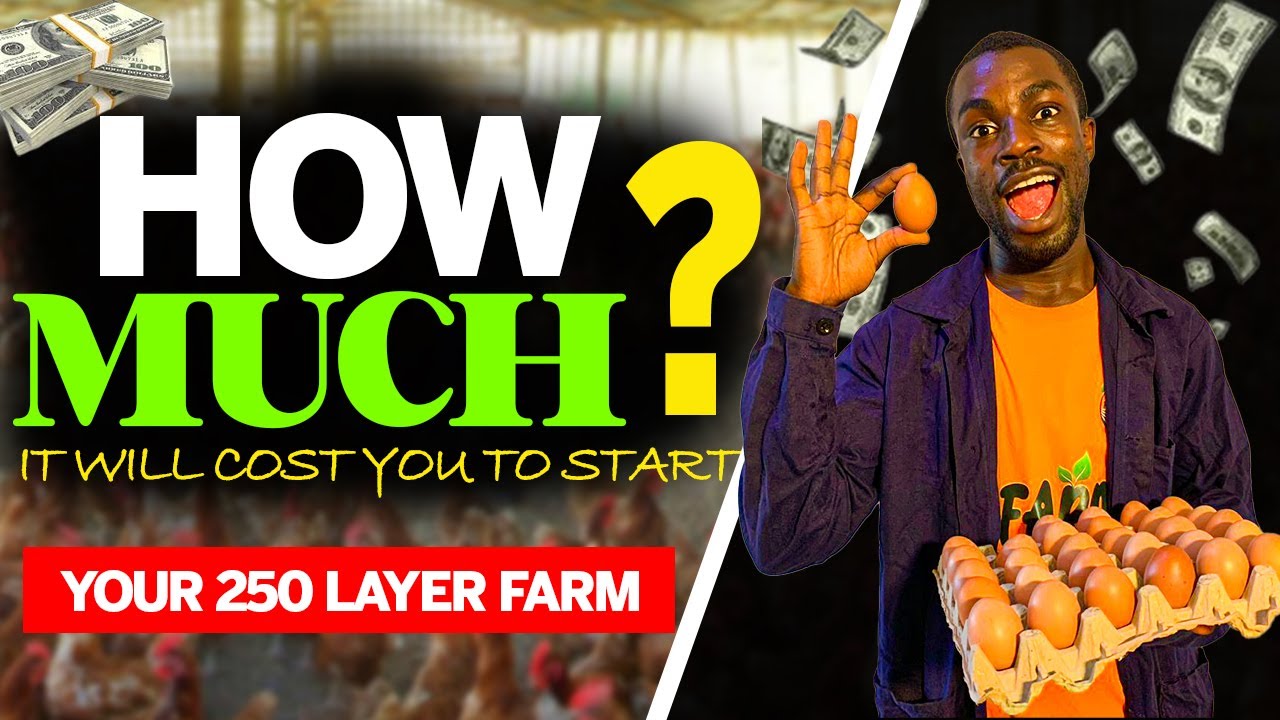 COST FOR STARTING A PROFITABLE💸💸 250-CAPACITY LAYER FARM - YouTube