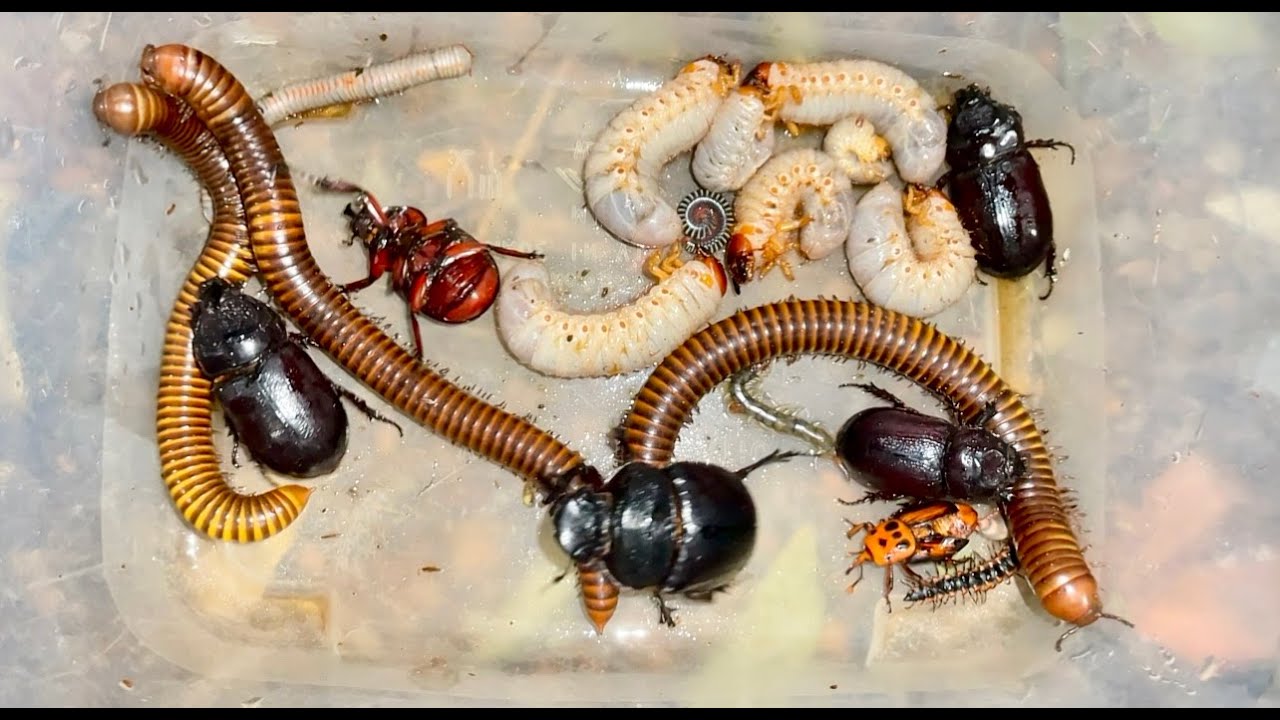 White Spotted Beetles Grubs Fascinating World And Giant Millipedes ...