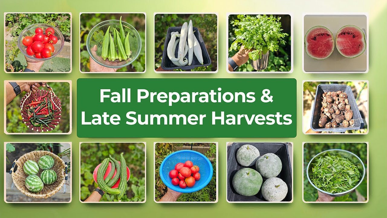 Late Summer Harvests & Fall Planting Guide | Things to Do, Seed Saving ...