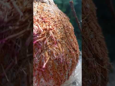 Malus Air layering - süs elması havai köklendirme