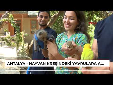 Antalya - Hayvan kreşindeki yavrulara anne şefkati
