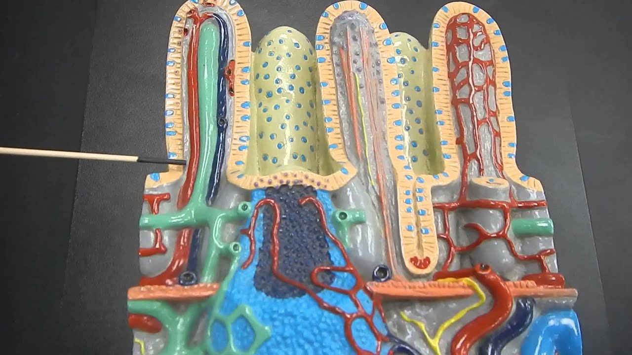 Basic digestive microscopic anatomy - YouTube