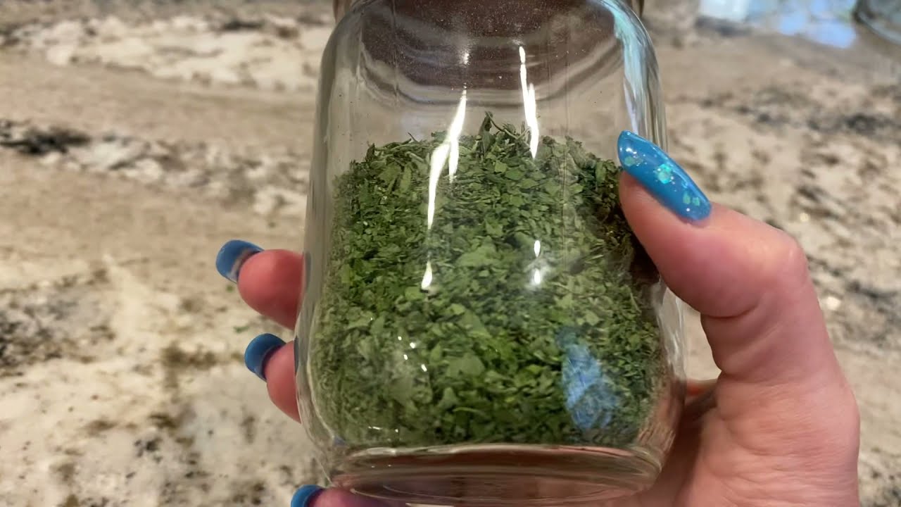 Catnip Harvesting And Drying Catnip For My Spoiled Cats Youtube