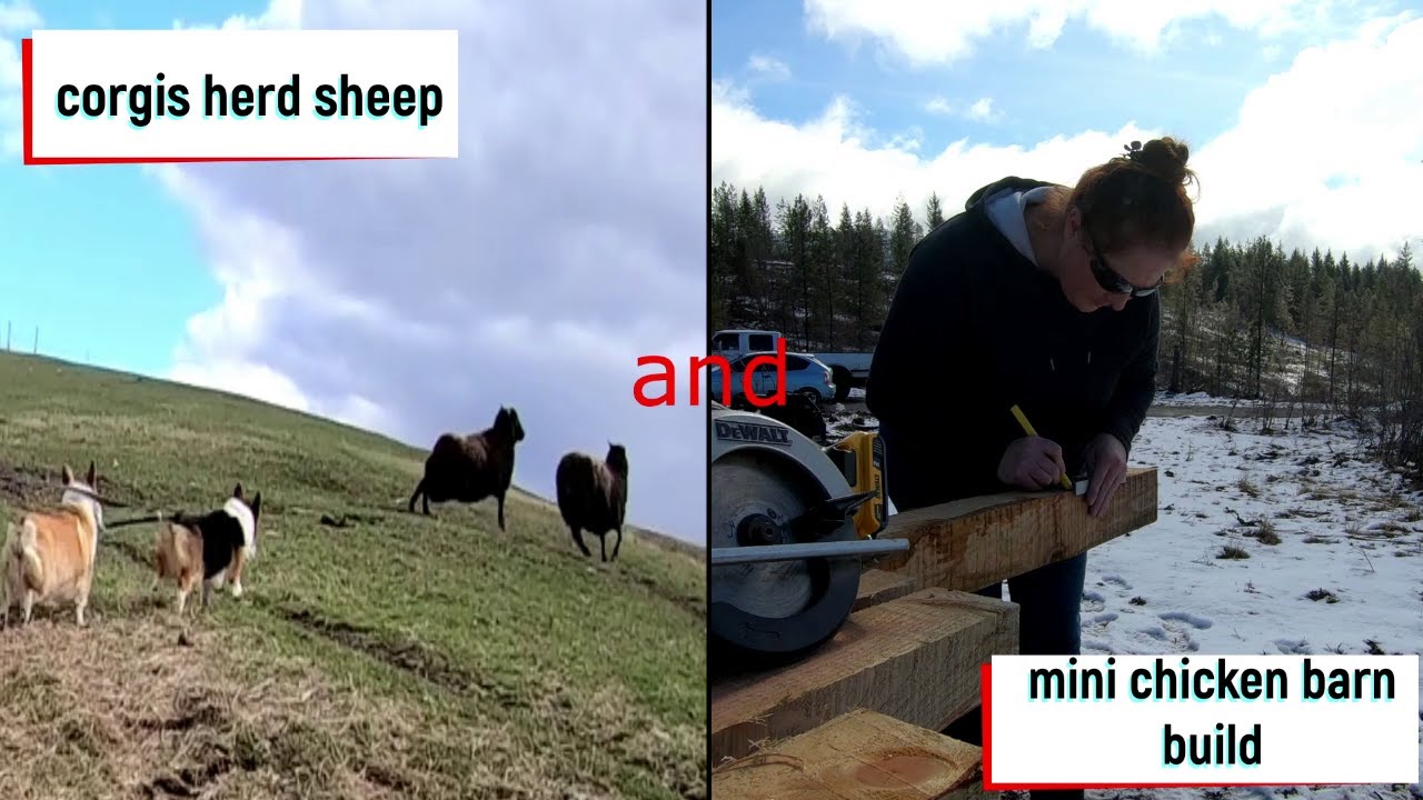 Sheep shearing | Corgis herding sheep | Chicken Mini Barn Build - YouTube