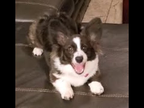 Oreo The Talking Corgi - YouTube