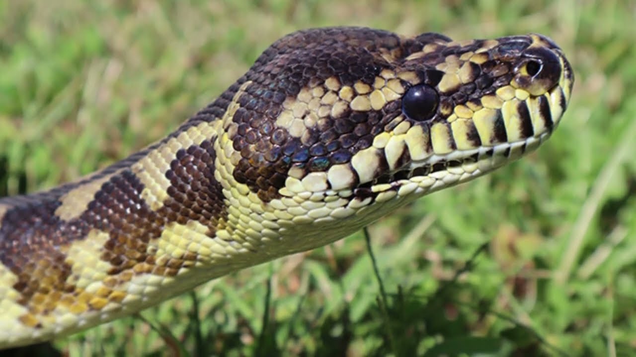 How To Identify Carpet Python How Do Carpet Pythons Hunt Are Carpet how-to-identify-carpet-python-how-do-carpet-pythons-hunt-are-carpet