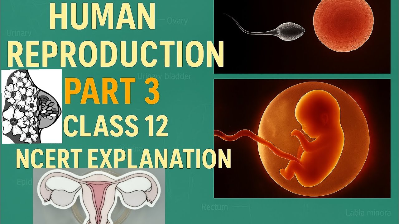 Human Reproduction NCERT EXPLANATION PART-3*#biology #cbse #neet # ...