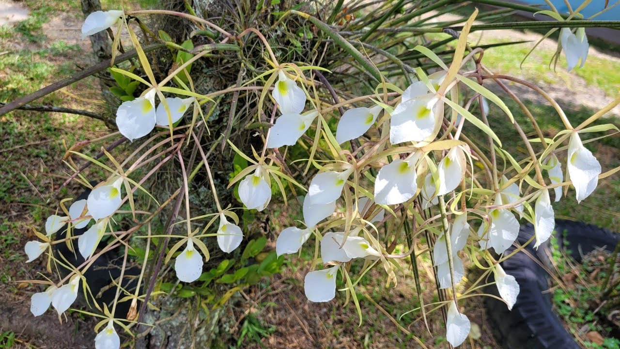 Orquídea nativa brassavola. - YouTube