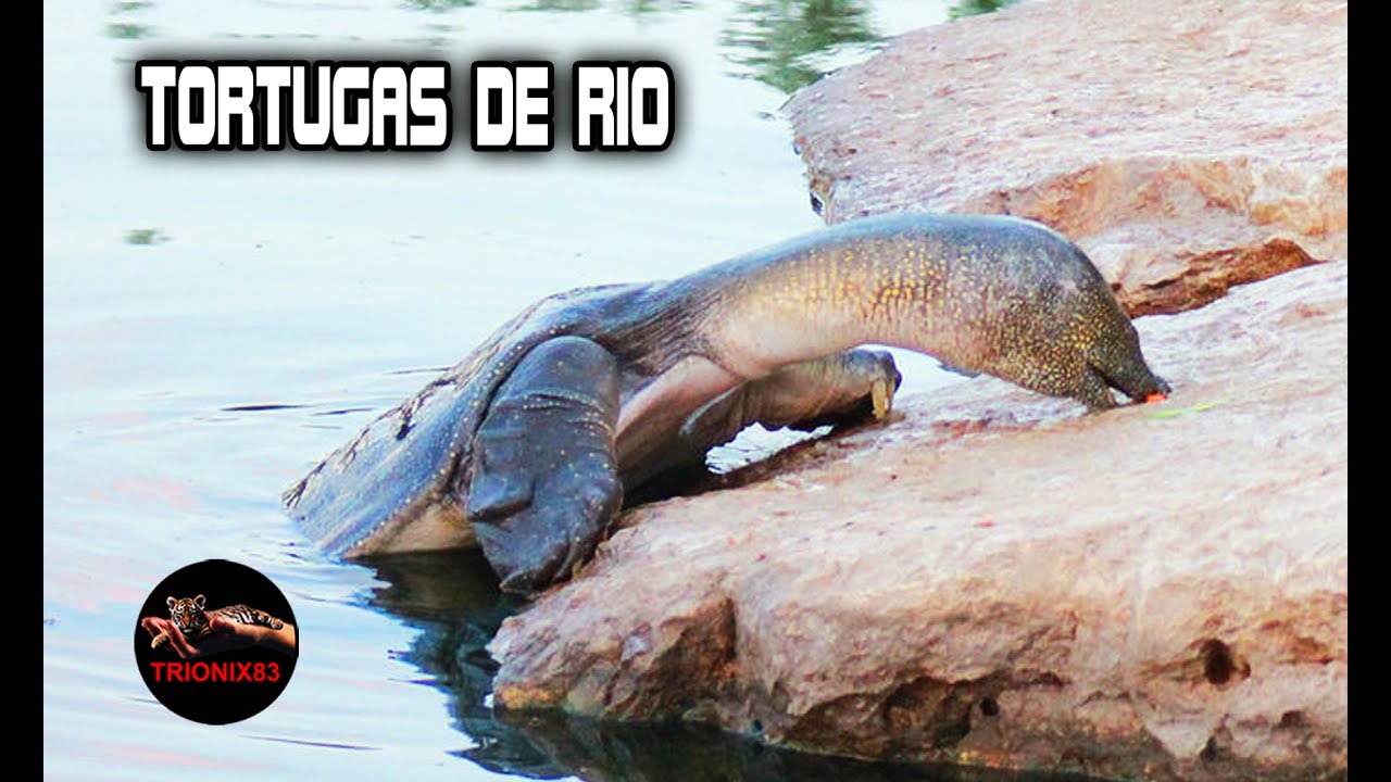TORTUGAS DE RIO ¿Cuáles son las principales especies de tortugas de rio ...