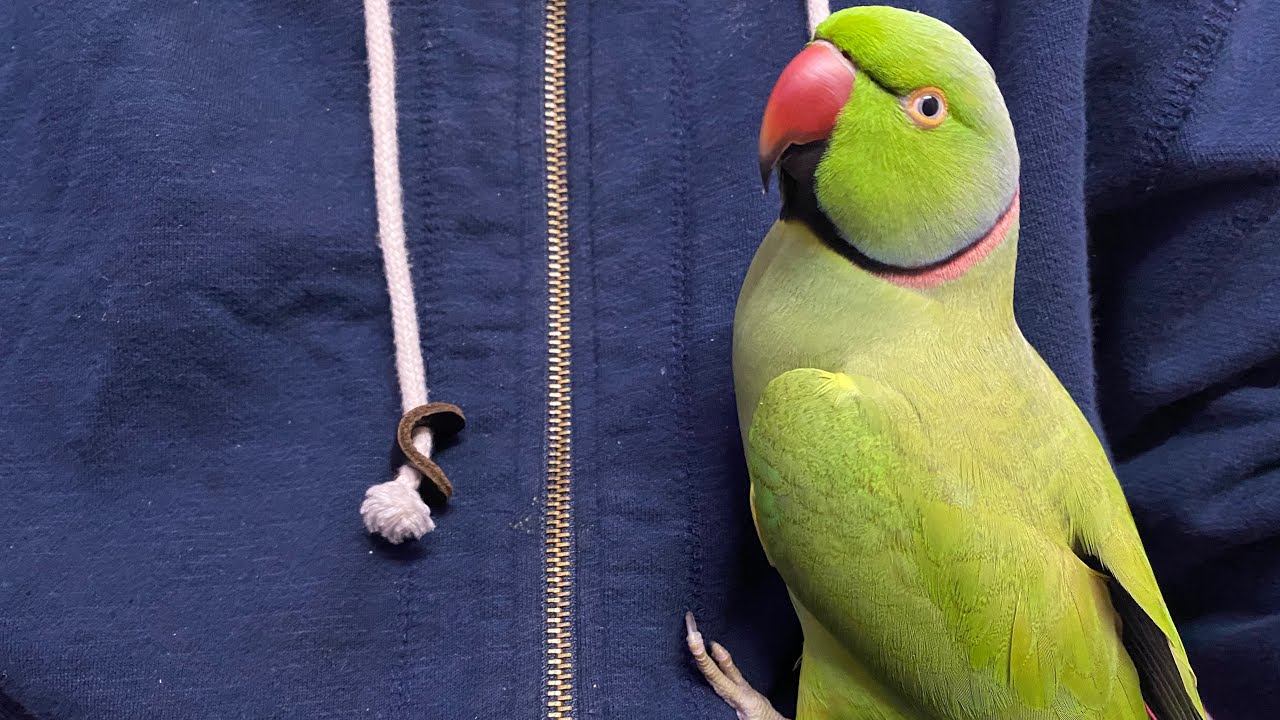 The best talking parrot In history - YouTube