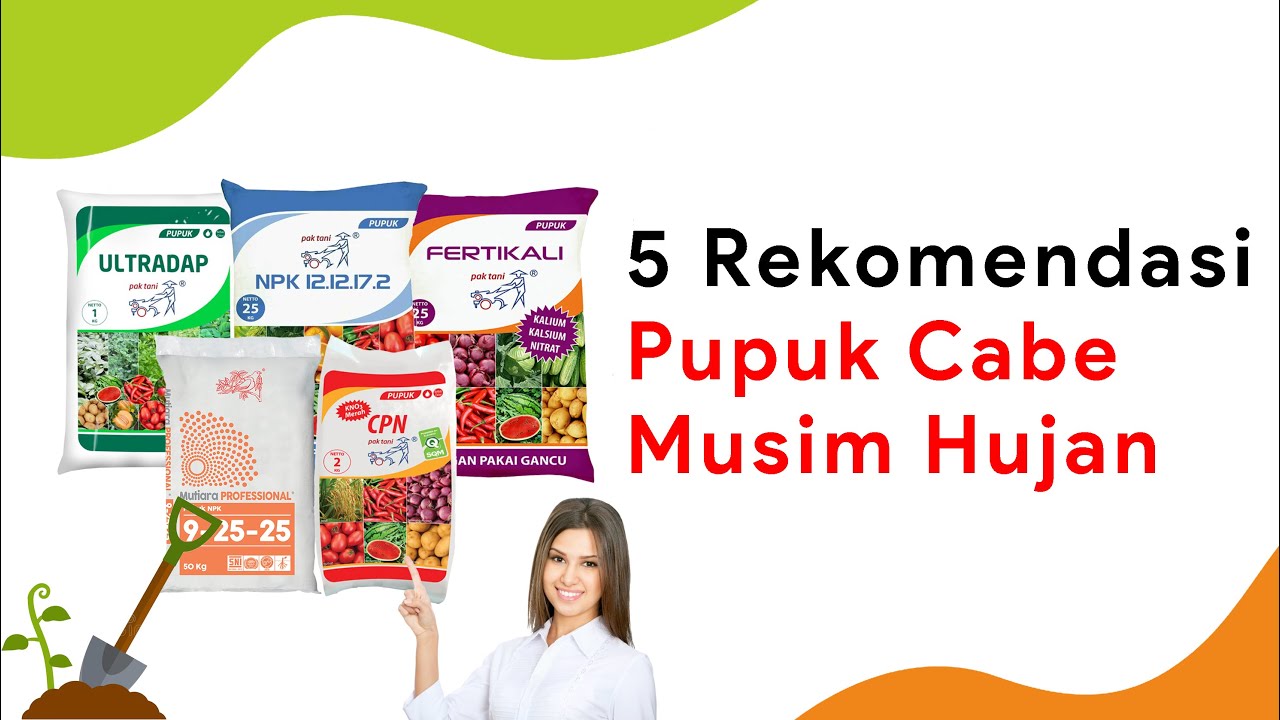 5 Pupuk Fase Vegetatif Tanaman Cabe Saat Musim Hujan - YouTube