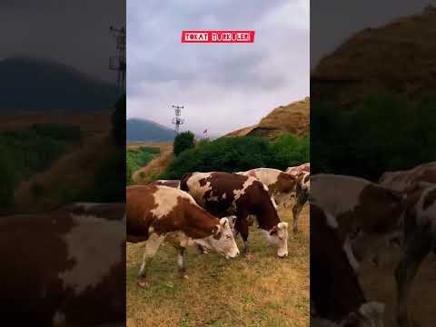 Tokatlım - Suat Polat