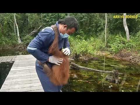 Baby orangutan Shinta learns jungle school