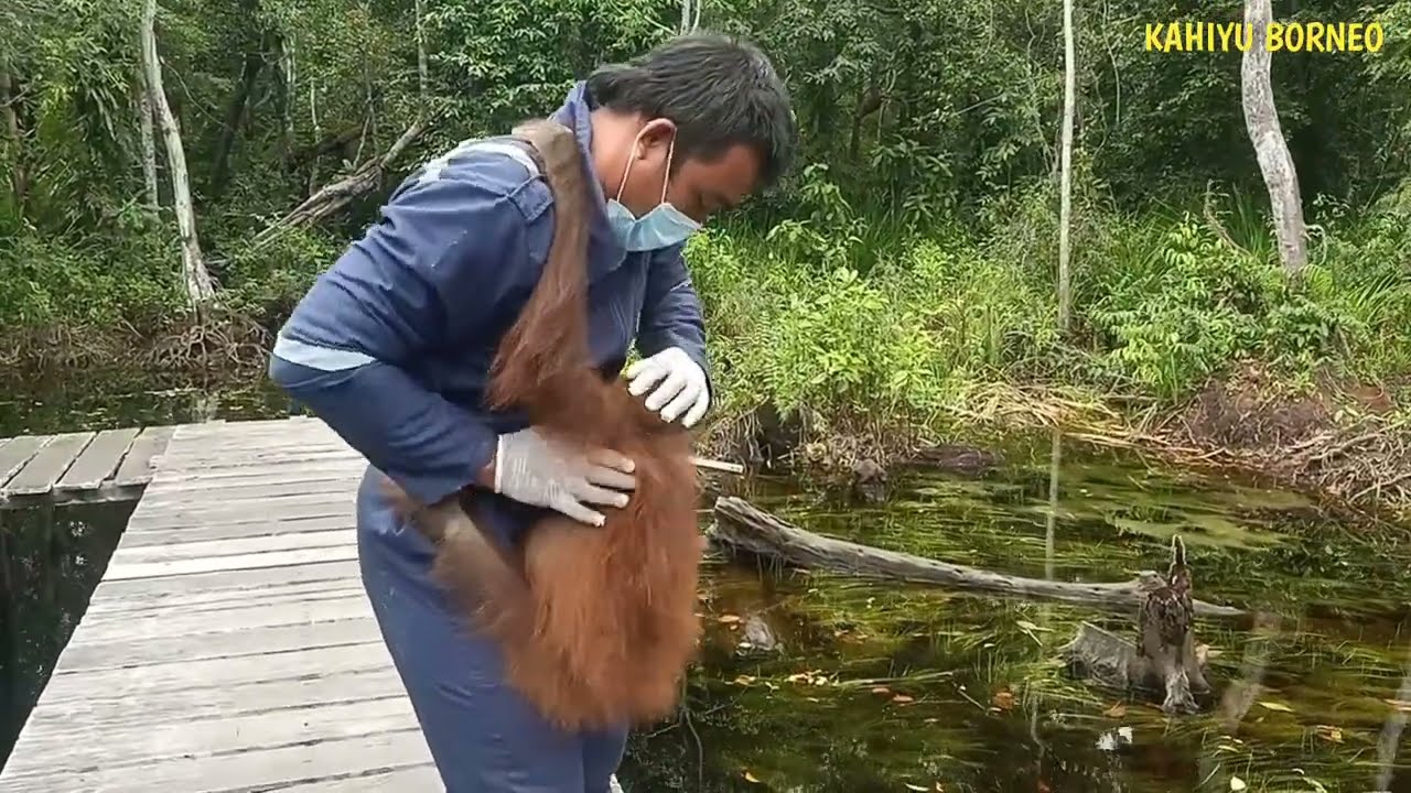 Baby orangutan Shinta learns jungle school - YouTube