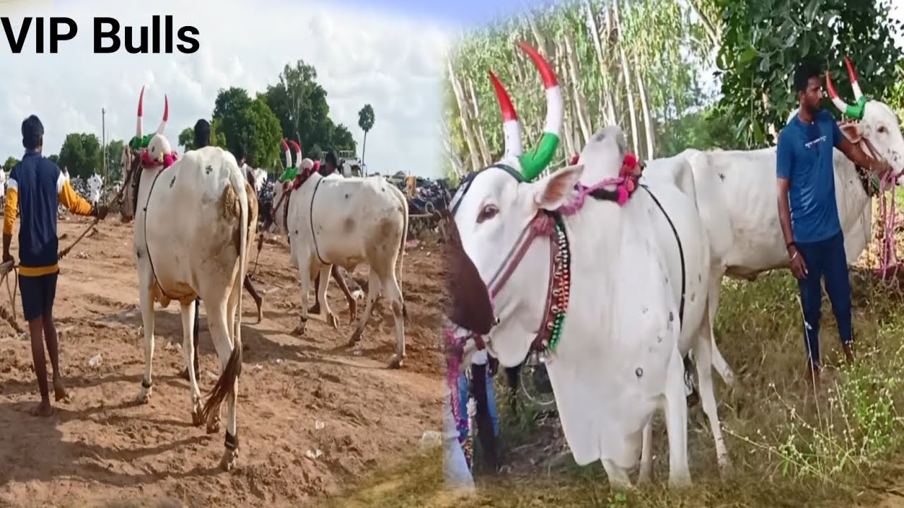 very powerfull killari Bulls 💥💥💥 - YouTube