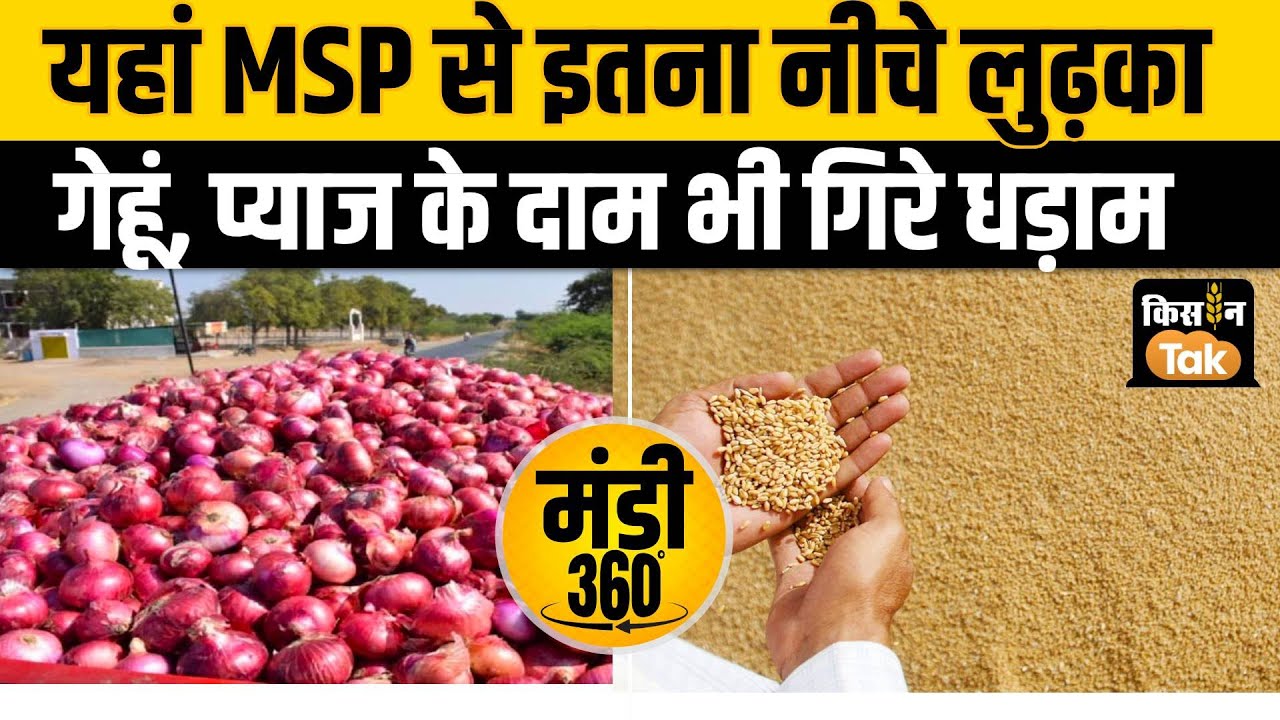 Mandi Price: इस मंडी में गिरे गेहूं और प्याज के दाम, देखें क्या है आज ...