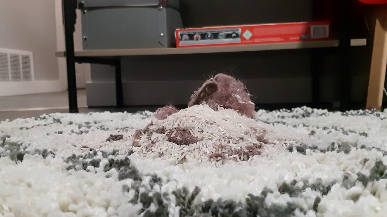 Shag rug mess test - YouTube