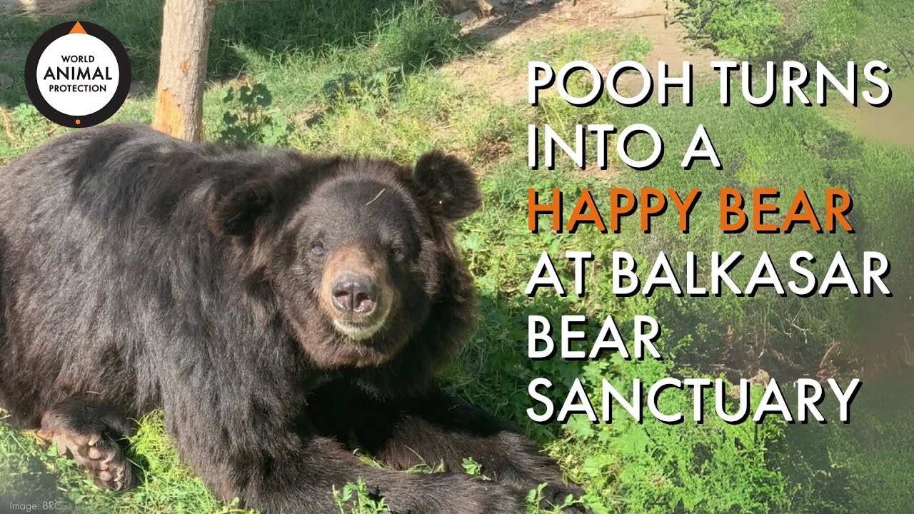 Balkasar Sanctuary bear Pooh goes from ‘grumpy’ to ‘happy’ - YouTube