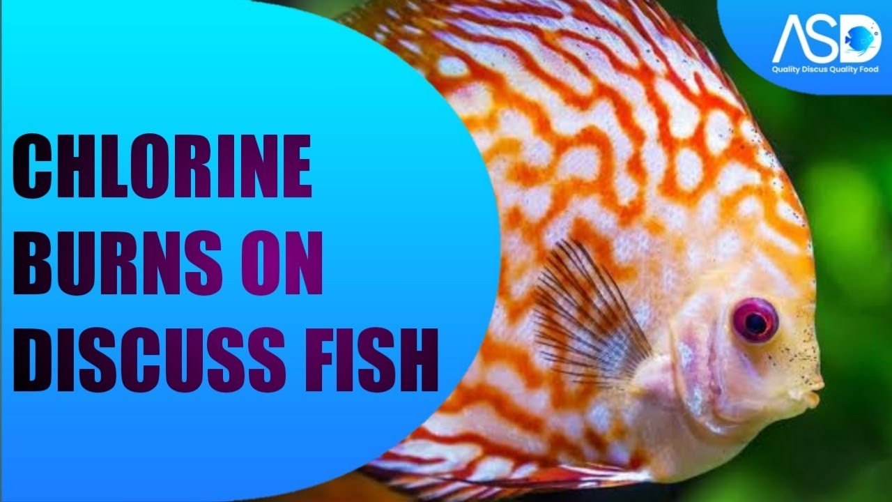 chlorine burns on discuss fish @ASDDISCUS #asddiscusfish # ...