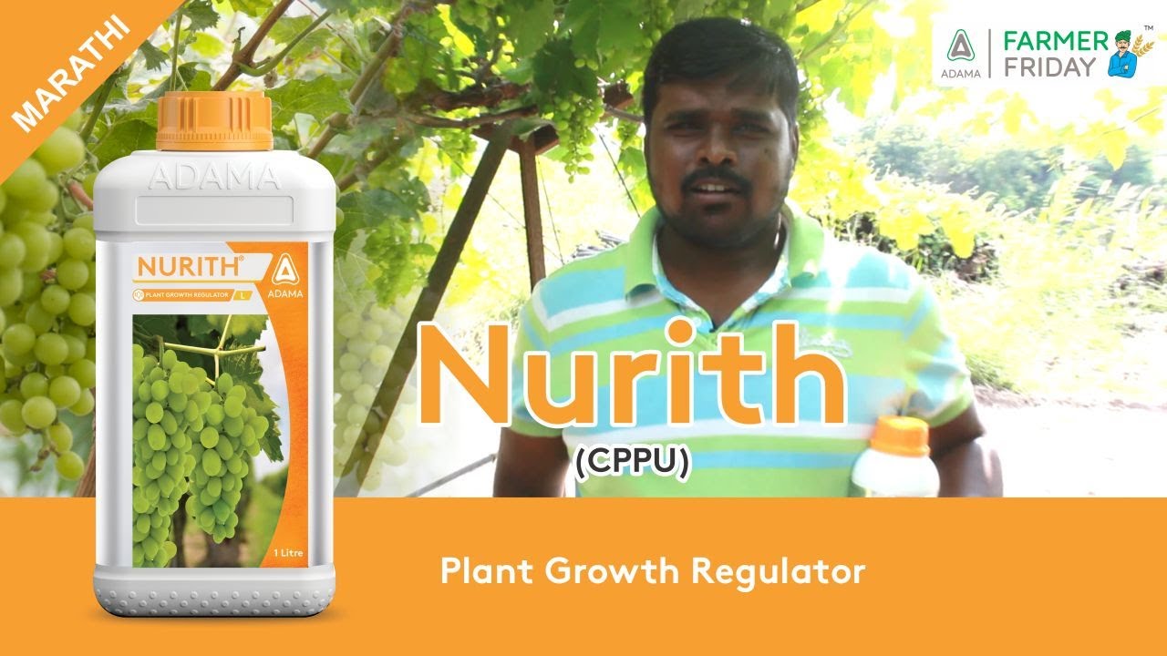Nurith CPPU | "The colour & lustre of the grapes are good," Mr. Sandeep ...