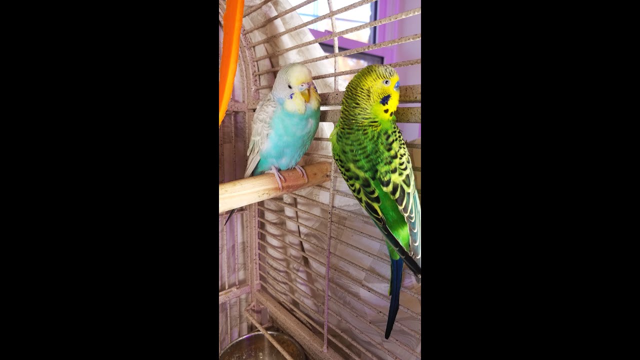 3 Hr Happy Parakeets Eating Singing Playing, Budgies Chirping. Reduce ...