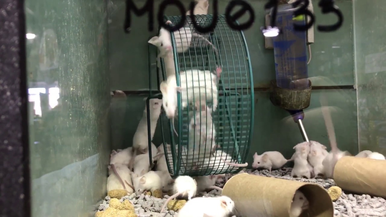 Crazy swarm of mice - YouTube