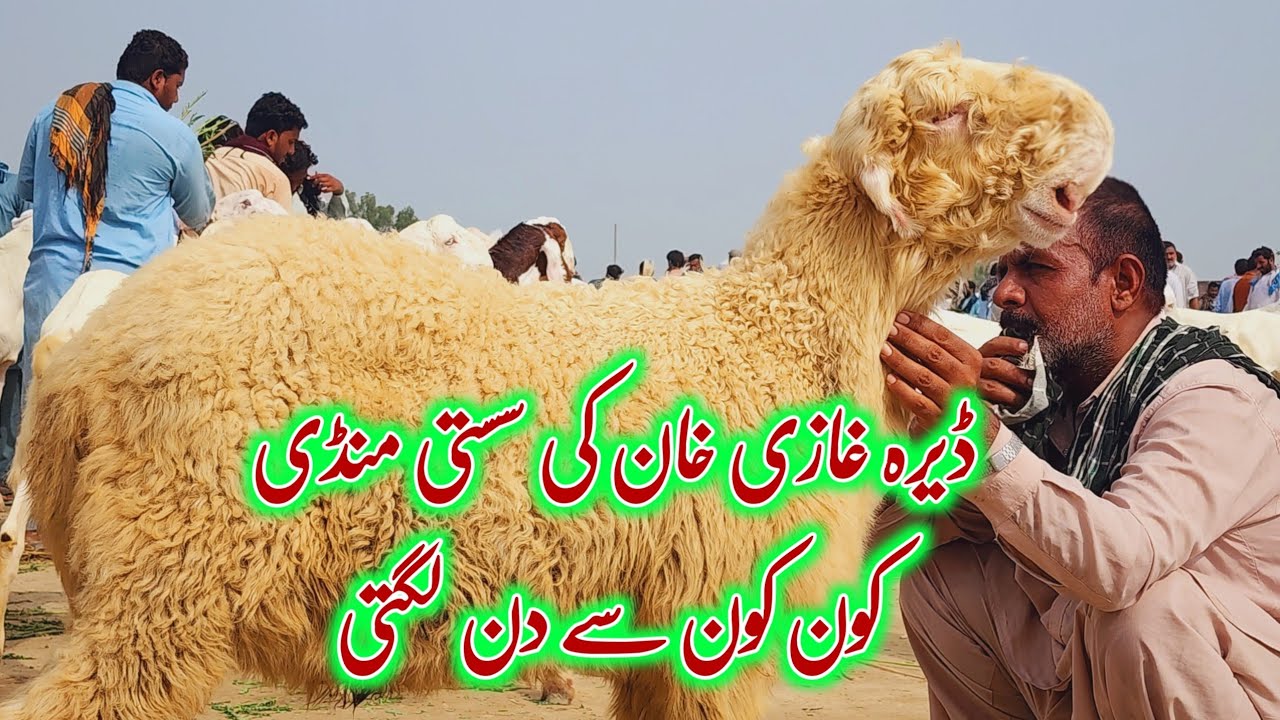 Huma Sasta Mundra Chatra kha Sa Mila ga || Mundra goat farm 13 July ...