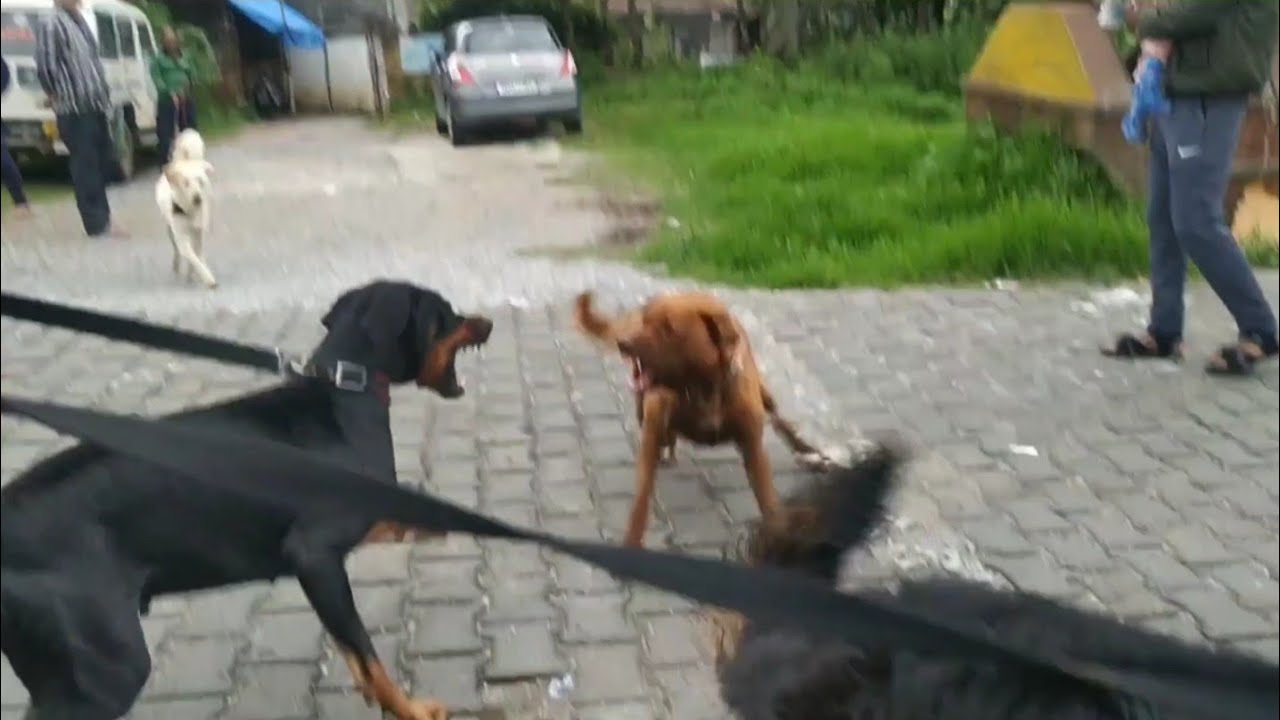 TOP DOBERMAN ATTACKS TILL 2022 PART-1 - YouTube