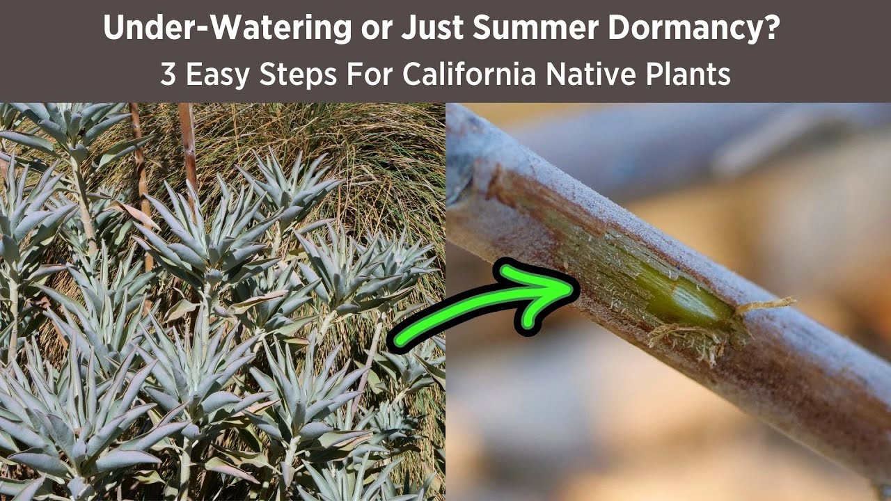 Under-Watering or Just Summer Dormant? | 3 Easy Steps for California ...
