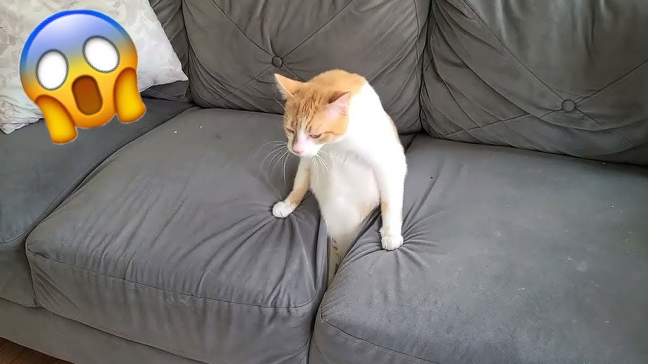 When the cat suddenly crawled out of the sofa like liquid 😹 Try Not To ...