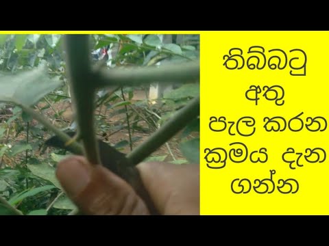 තිබ්බටු අතු පැල කරන්නේ මෙහෙමයි/"Exploring the Majestic Tibbatu Tree: A ...