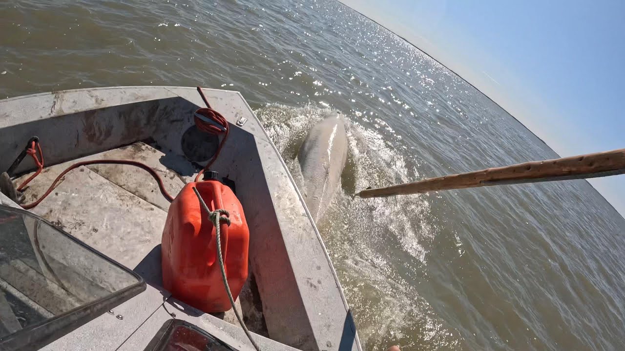 Beluga Hunting Solo - YouTube