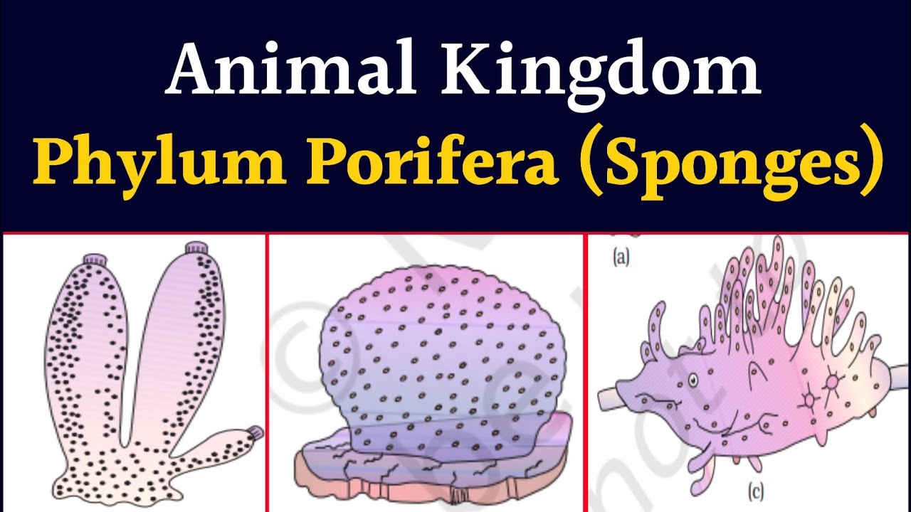 Phylum porifera one shot |Animal Kingdom |Ncert Line by Line #biology # ...