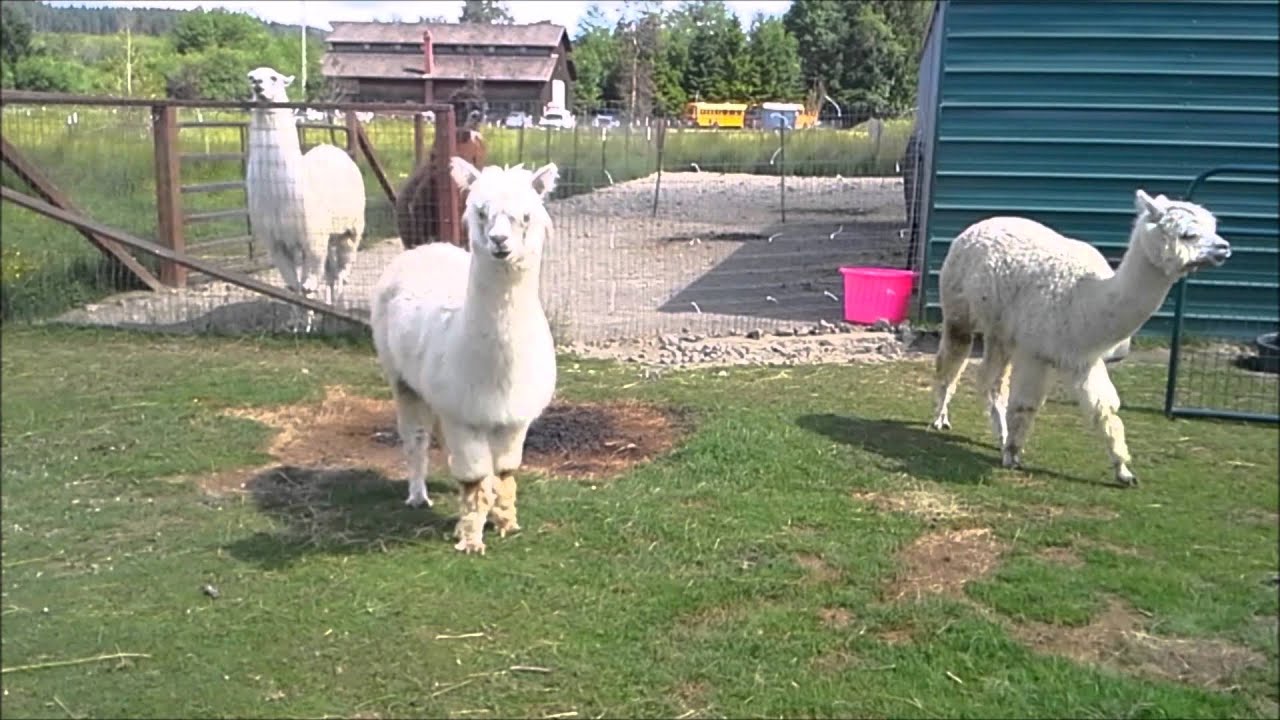 Goat twerking and Alpacas dancing - YouTube