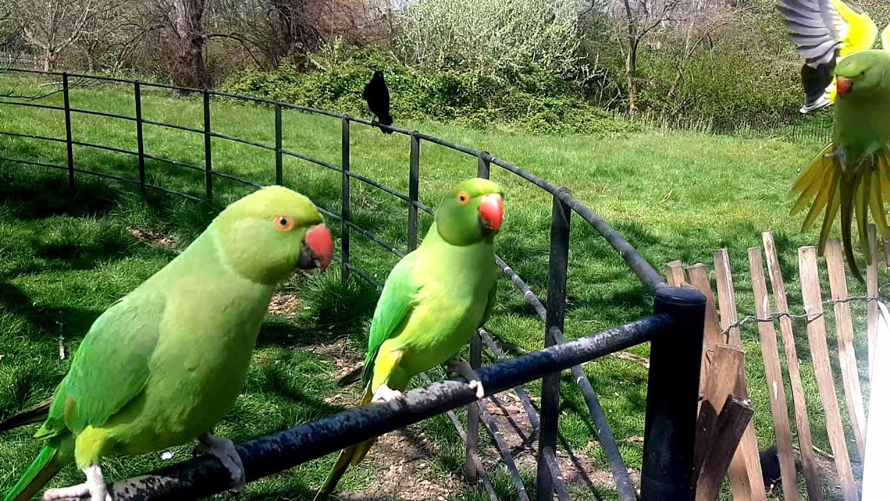 Wild ringneck parakeets vs squirrels asking for food in Hyde park ...