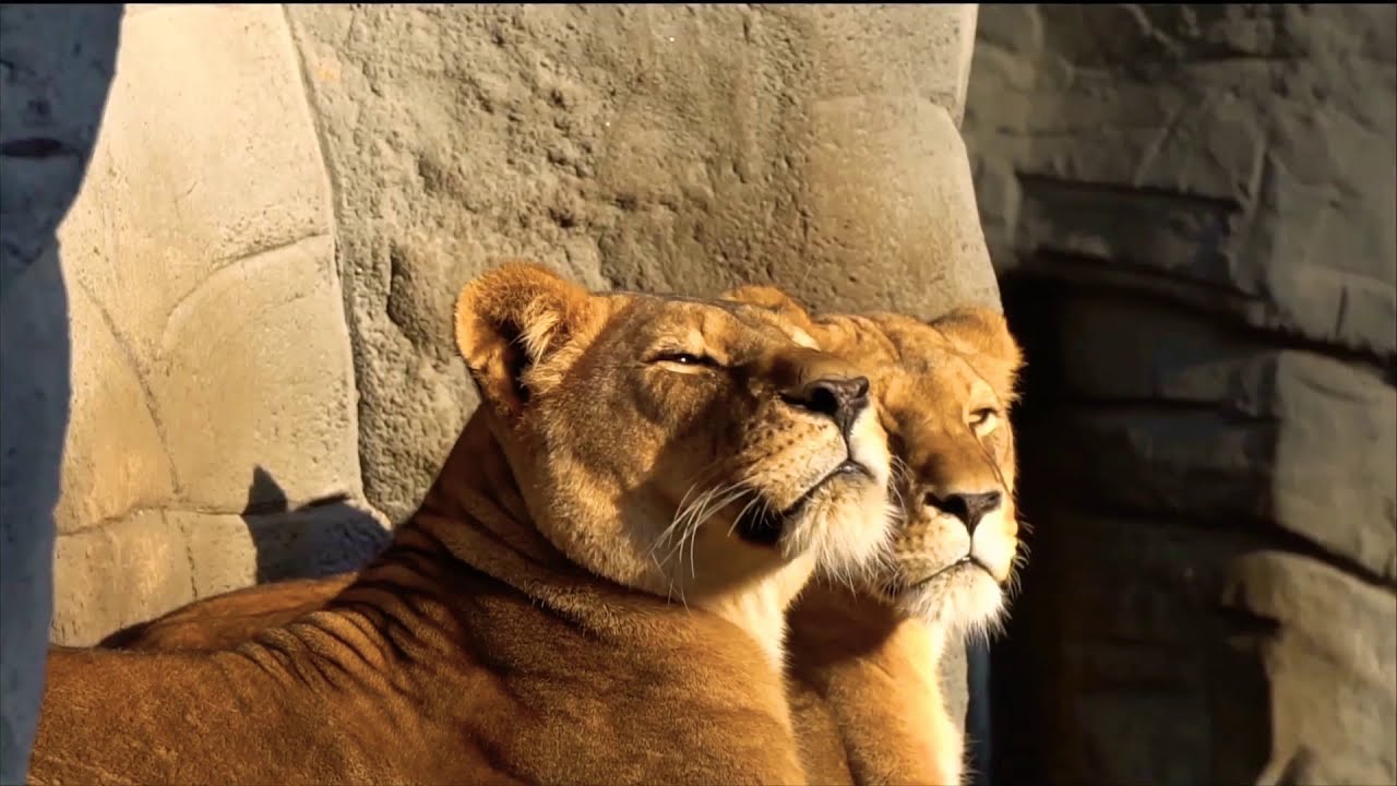 Two lionees Sister's Love - YouTube