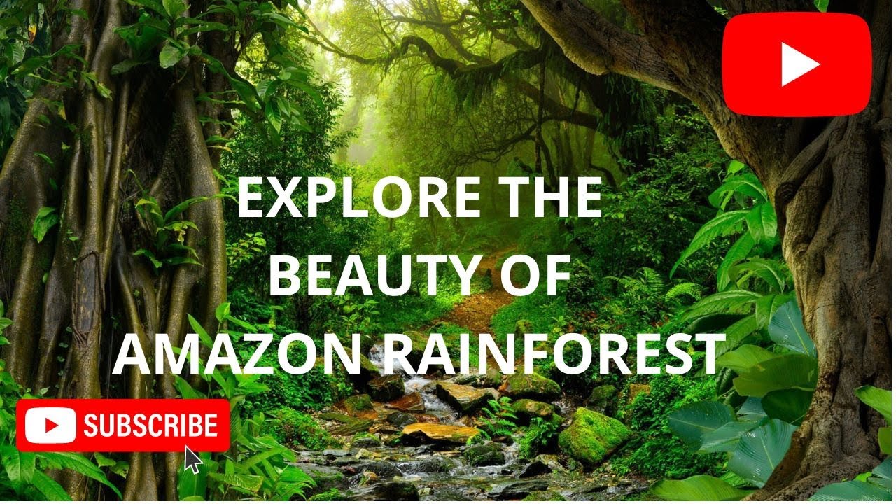 BEAUTY OF AMAZON RAINFOREST - YouTube