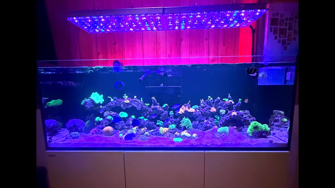 Coral Update | 1 Month w/ Red Sea 525 | Episode 2 - YouTube