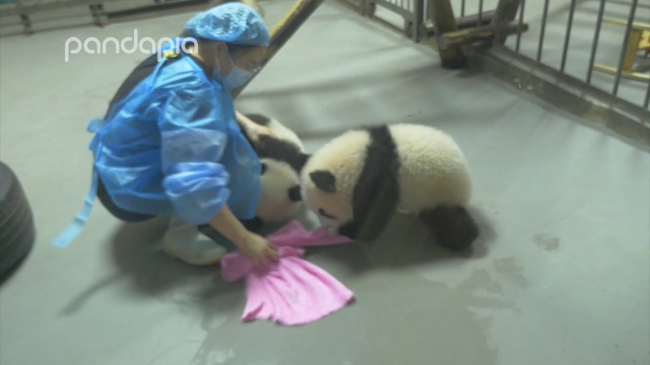 How hard is it to clean a panda? - YouTube