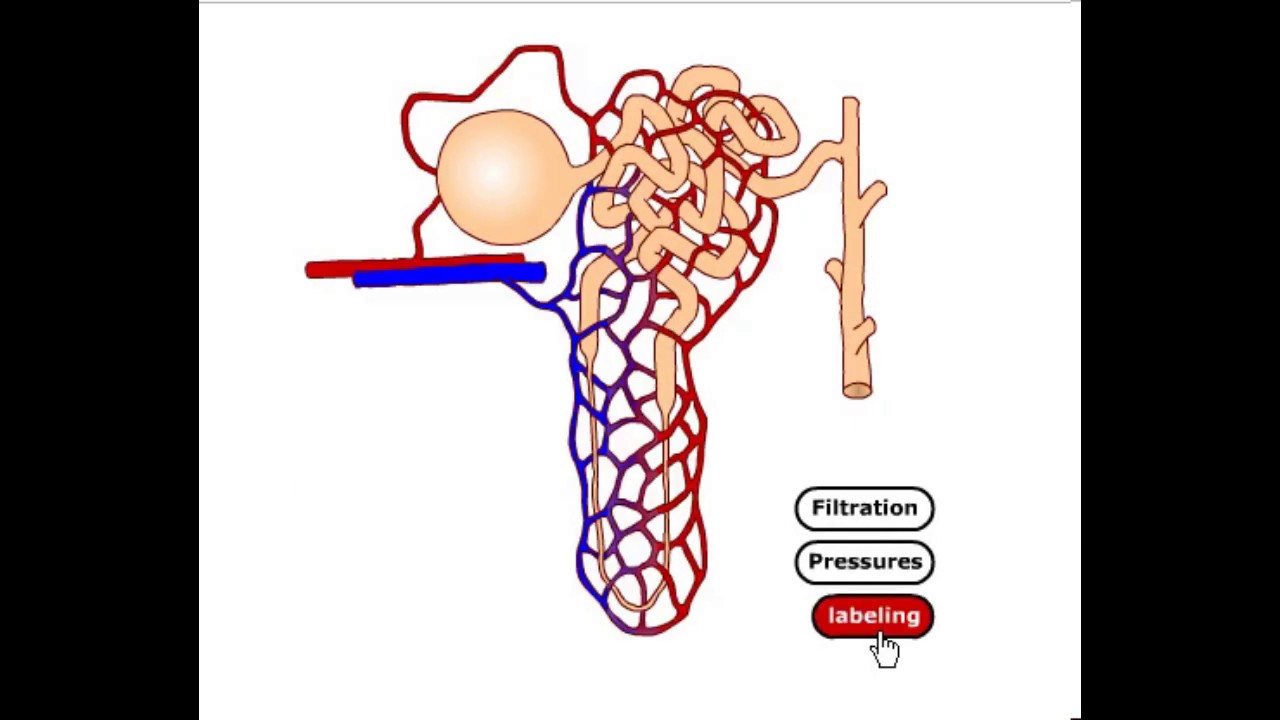Kidney Filtrate Pathway - YouTube