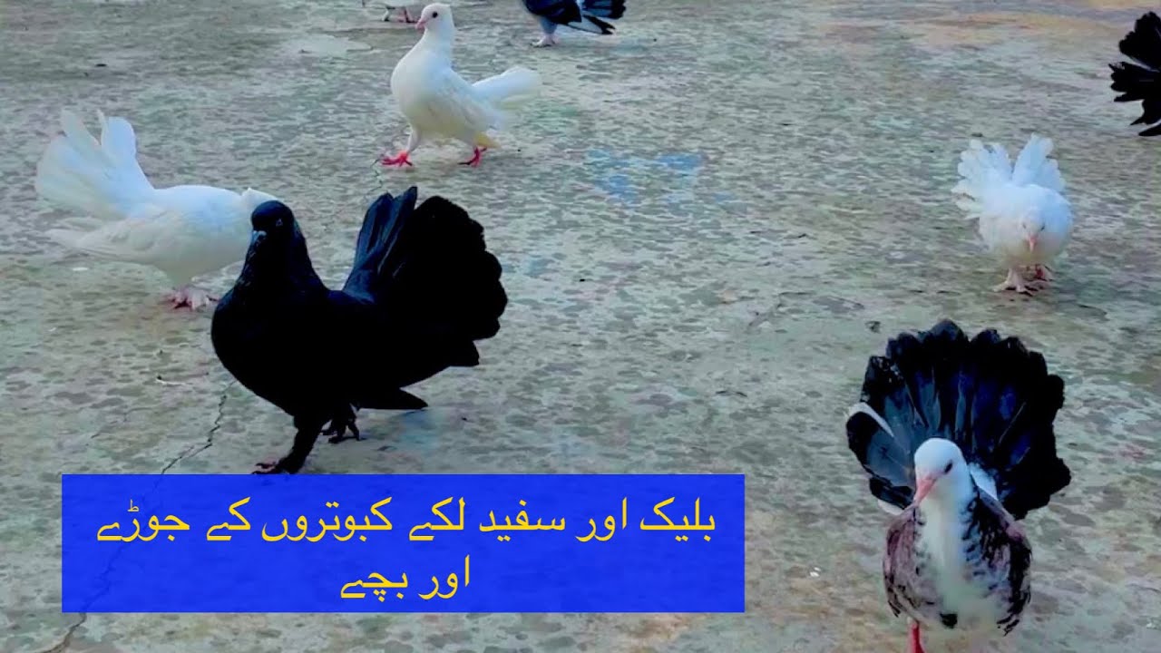 Fantail fence pigeons / lakay kabotr black oe white pairs #foryou # ...