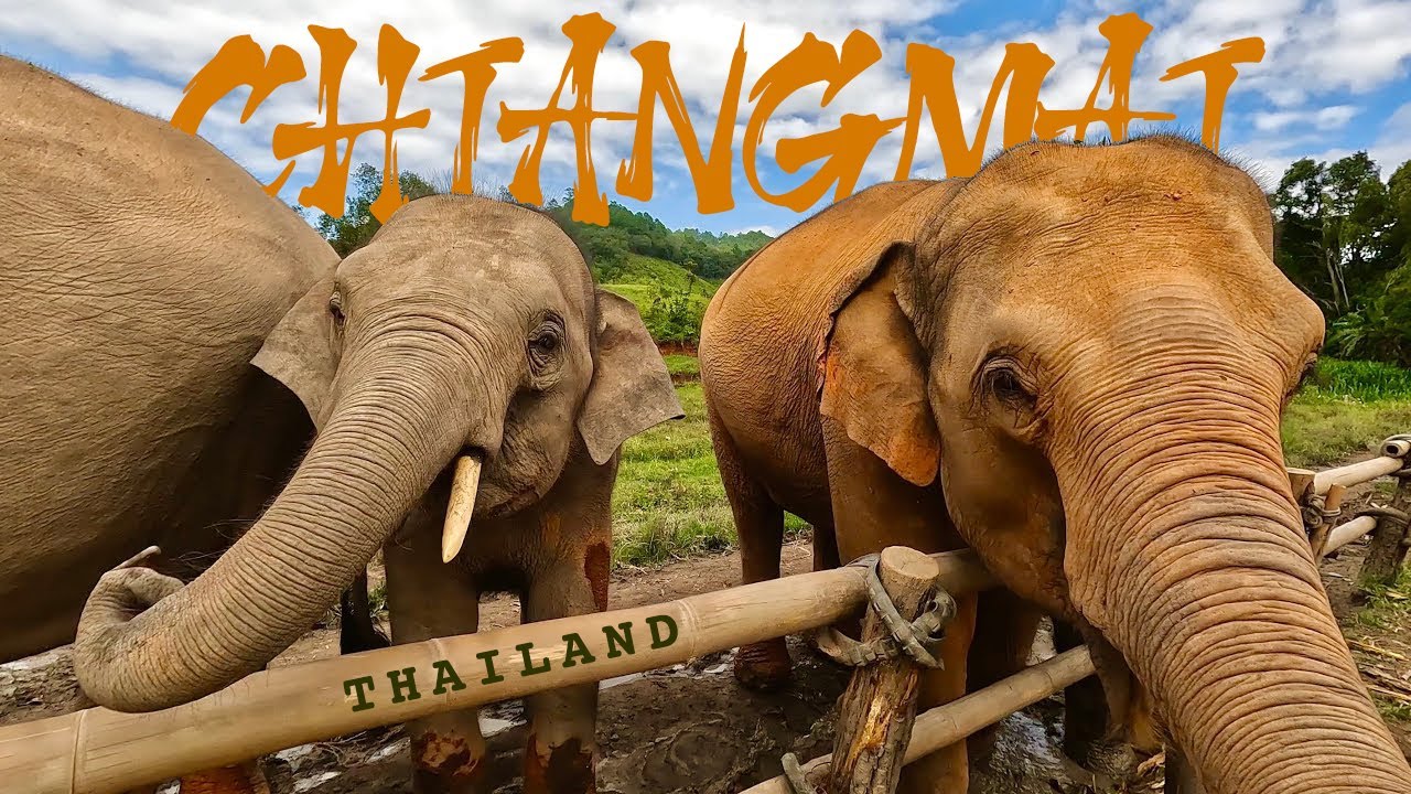 Travel Vlog - Elephant Pride Sanctuary Chiang Mai Thailand - YouTube