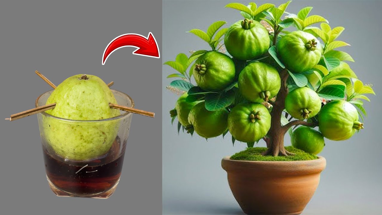 Summary of the best guava tree propagation and care techniques to ...