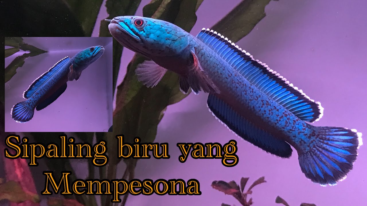 Update channa red mozaic setelah 2 bulan - YouTube