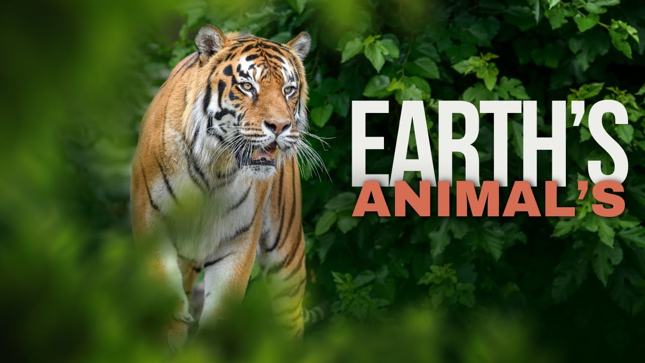 Earth's Animals | HD Scenic Wildlife Film with Inspiring Music - YouTube