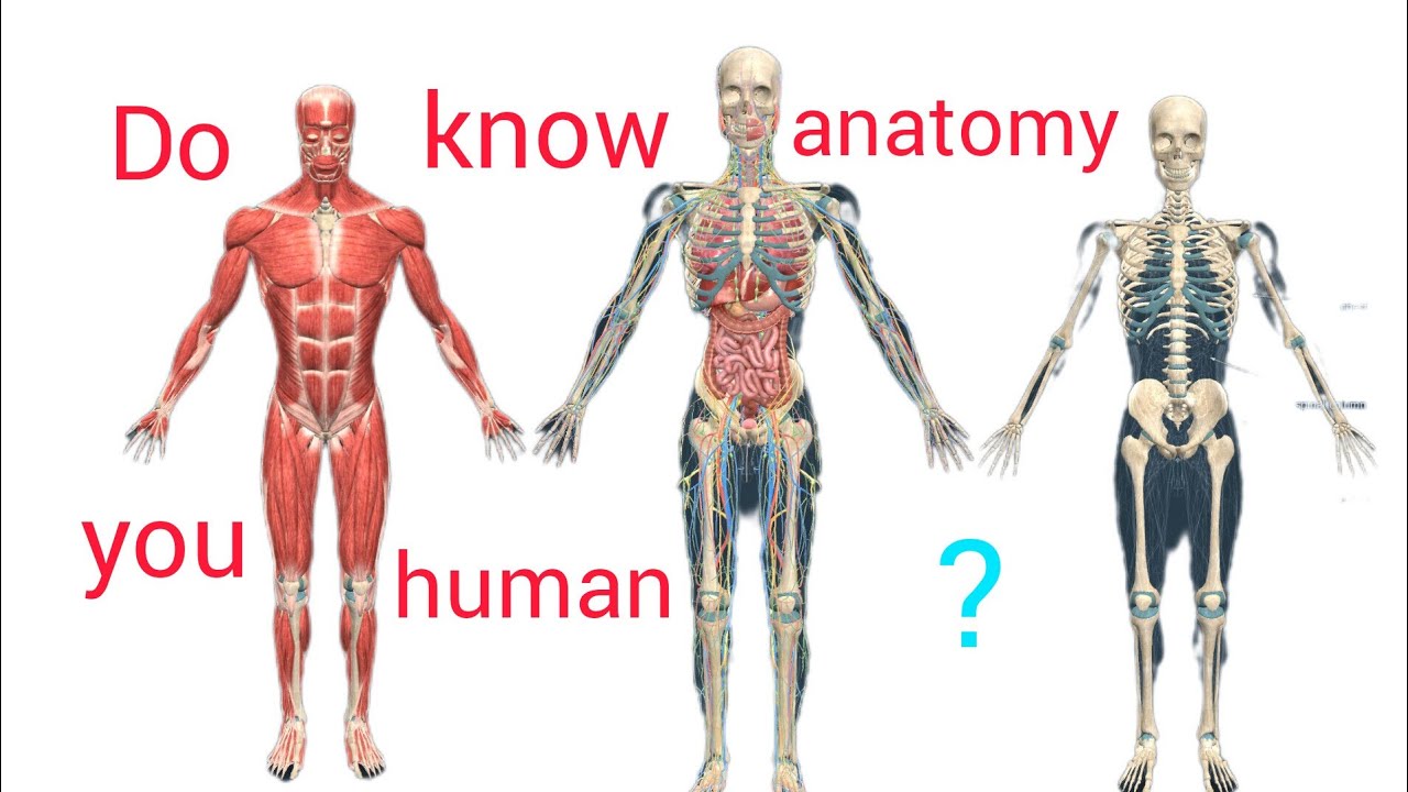 DO YOU KNOW HUMAN ANATOMY?/Maghreb_and_Mashreq - YouTube